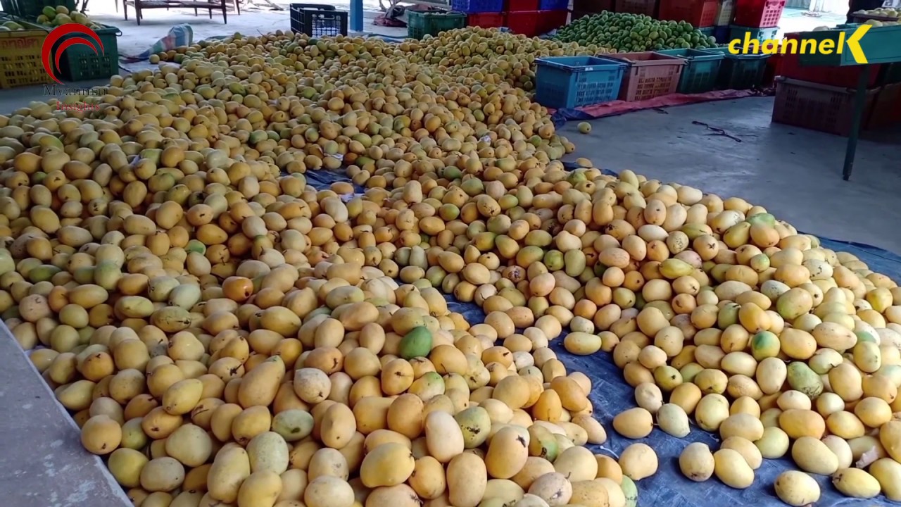 30 June, 2020 Myanmar Morning News - YouTube