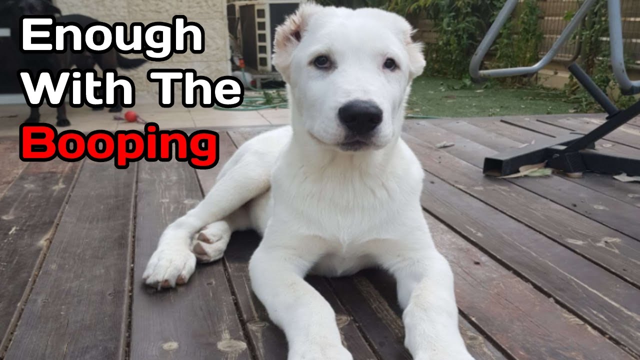 Trying To Boop My Puppy Dog - But He Is Too Lazy - YouTube