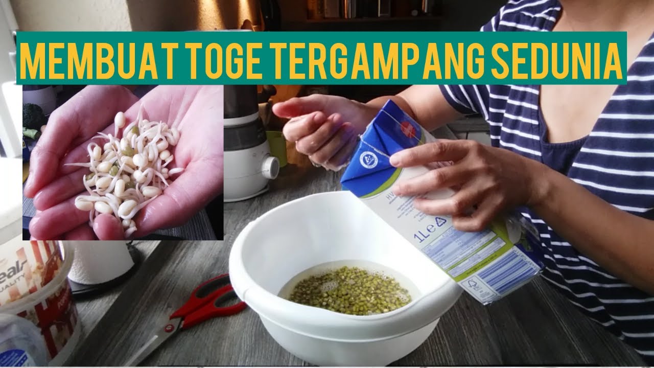 Easiest Way to Make Mung Bean Sprout || Membuat Toge Tergampang Sedunia ...