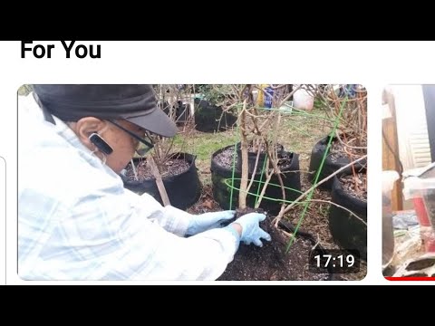 Pt-2 How to propagate your fruit trees by stool/mound layering and tip ...