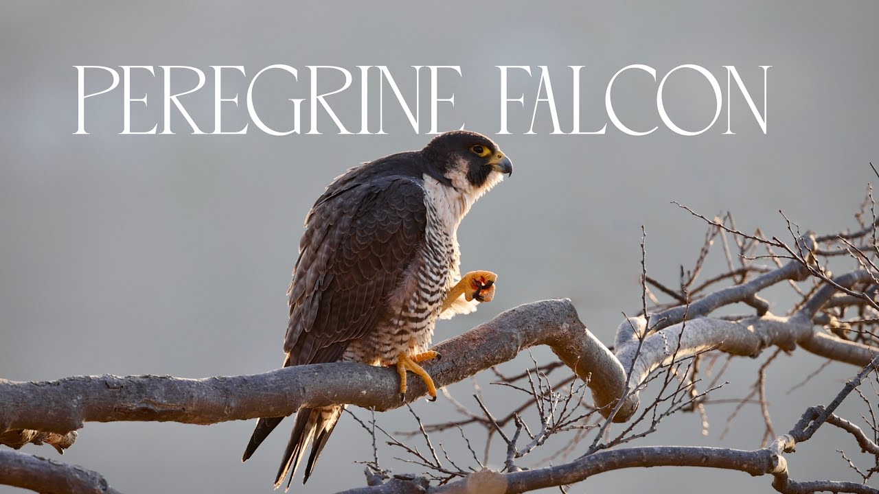 Peregrine Falcons perched on the precipice - YouTube