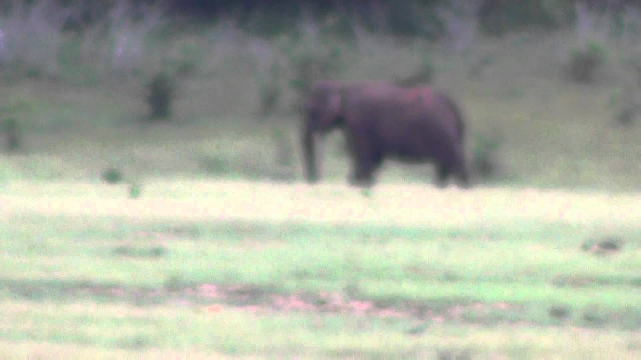 KATTUPOTHU & ELEPHANTS - YouTube