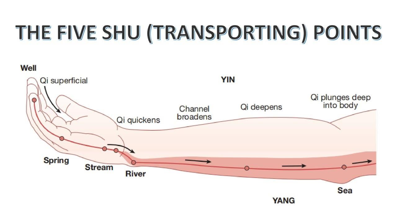 THE FIVE SHU (TRANSPORTING) POINTS IN ACUPUNCTURE - YouTube