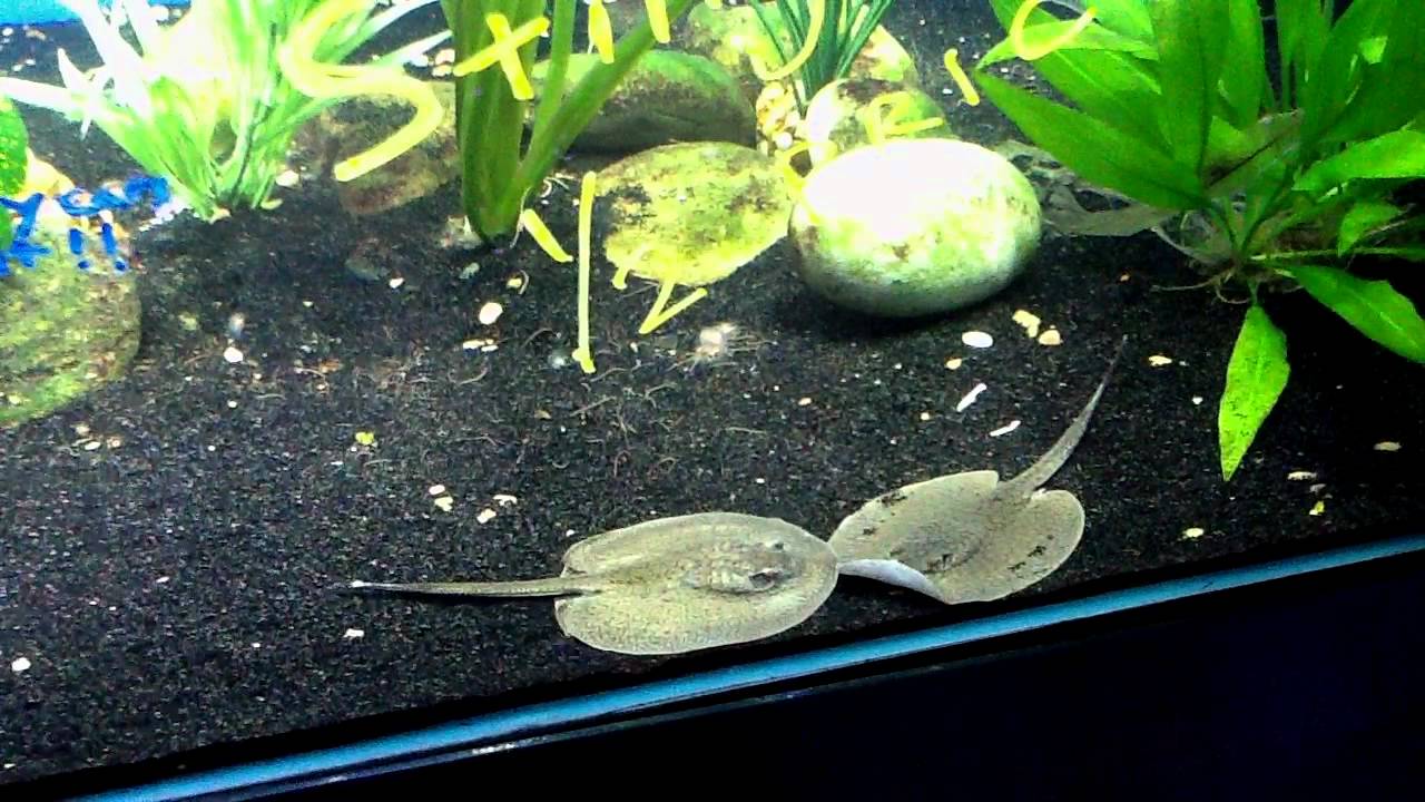 Fresh Water Sting Ray - YouTube