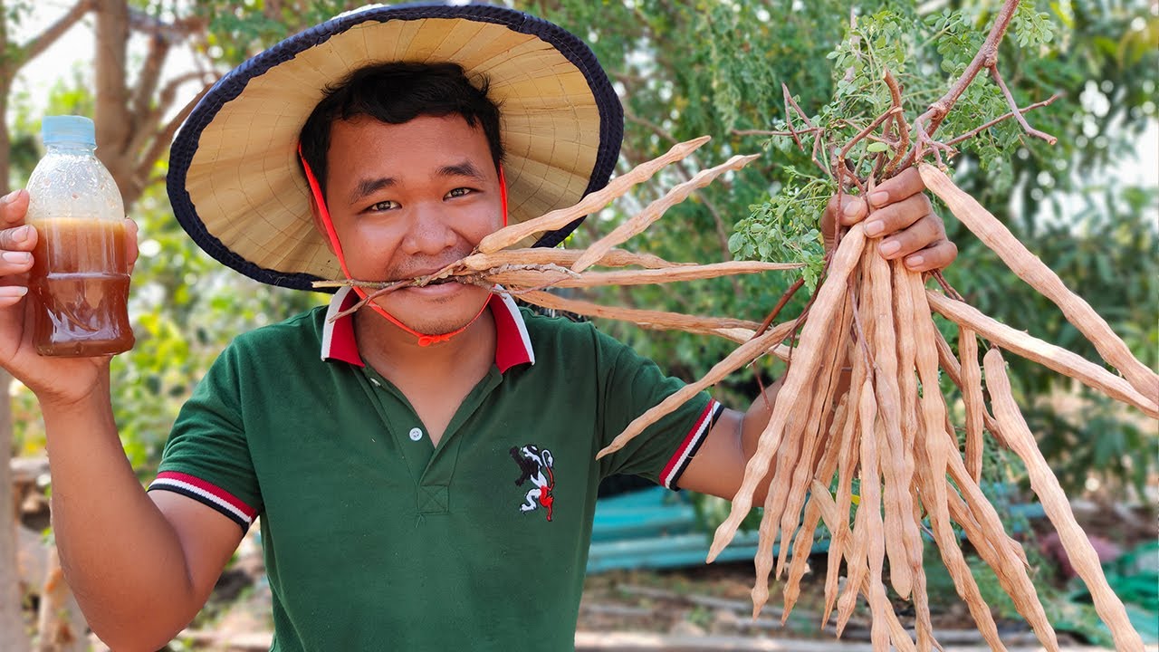 Healthy Food - Pick Up Fresh Moringa Fruit for Frying and Eating ...