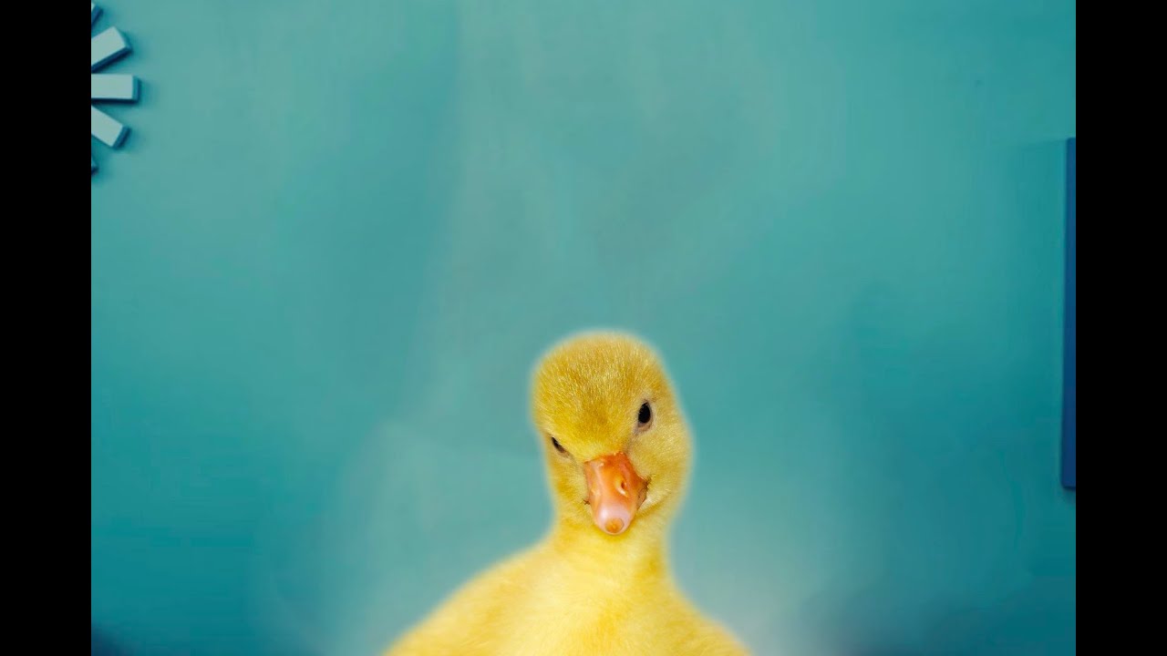 Bad guy _ Chicken Remix _ Billie Eilish - YouTube