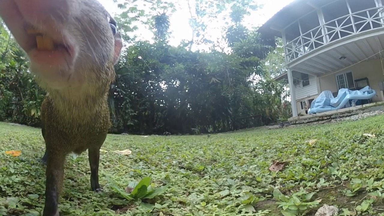360 Camera Trap Test Footage (Agoutis in Panama) - YouTube