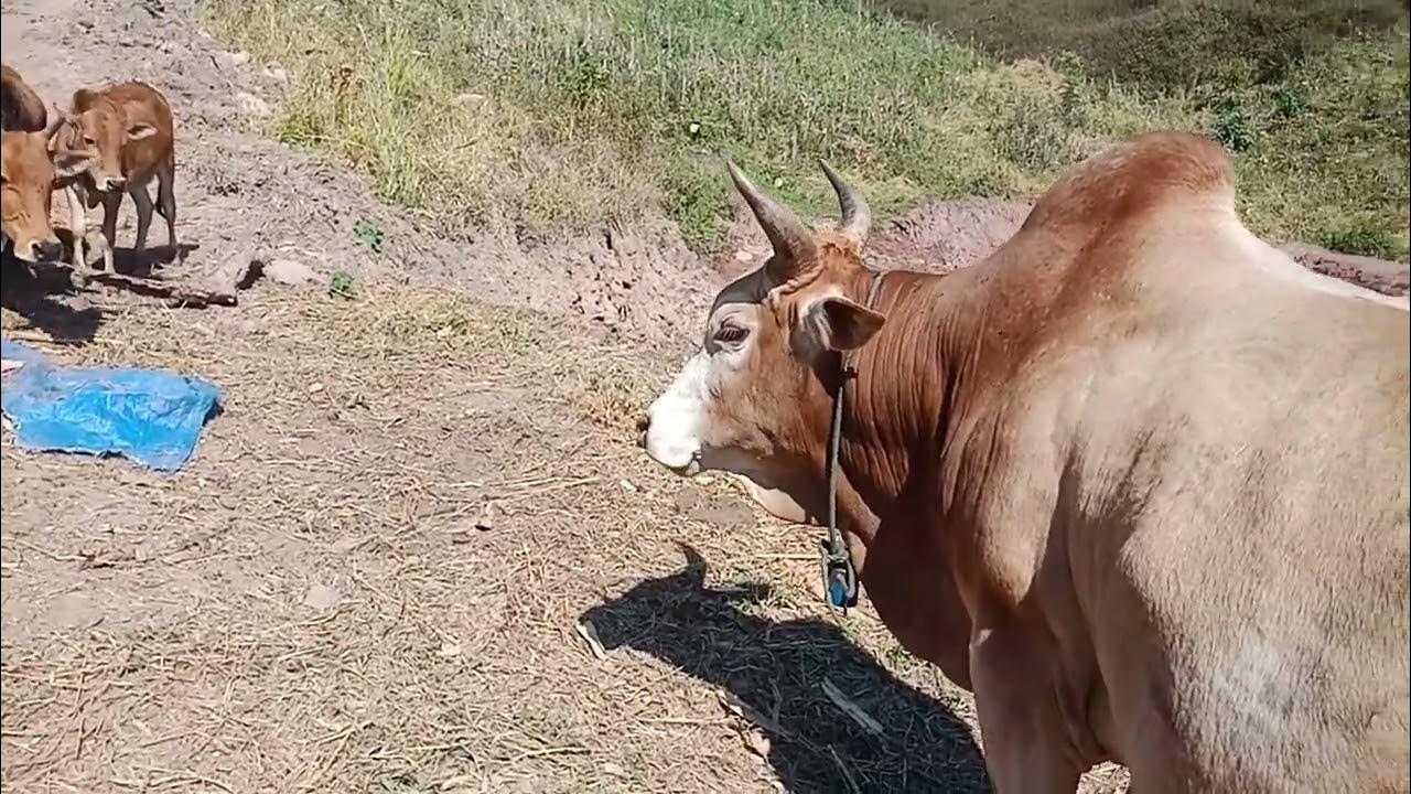 coj peb mus saib nyuj kub zoo nkauj dua nawb - YouTube