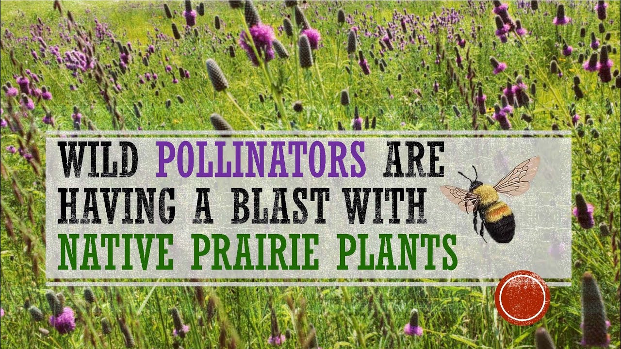 Wild Pollinators Are Having a Blast With Native Prairie Plants. - YouTube