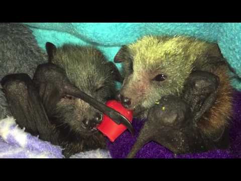 Two baby bats both want the same pacifier. Very cute - YouTube