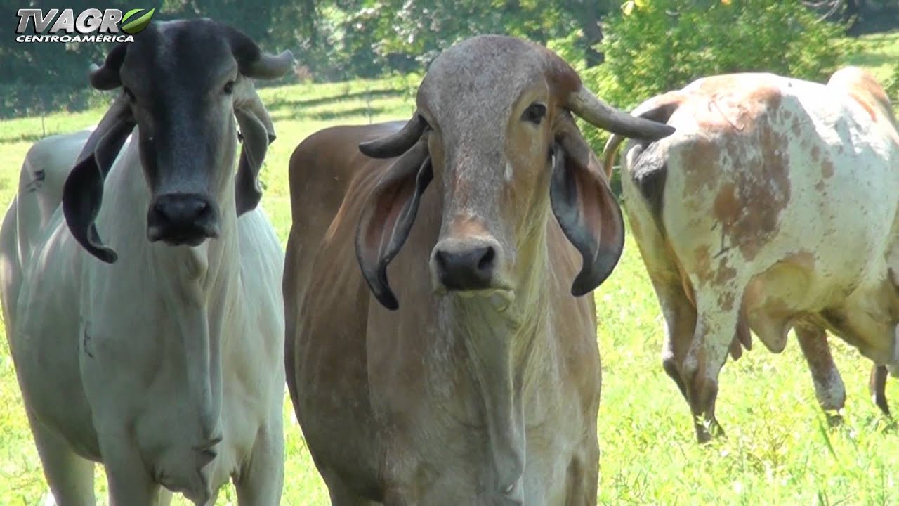 Ganado Gyr - YouTube