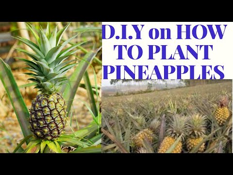 How To Plant Pineapple// Pagtanim Ng Pinya // Buhay Probinsya - YouTube