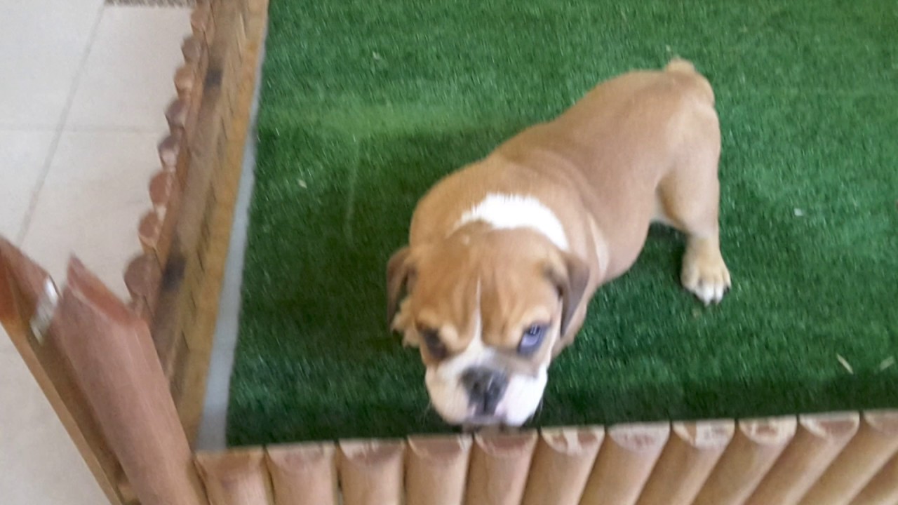 Einglish bulldog Αγγλικο μπουλντογκ - YouTube