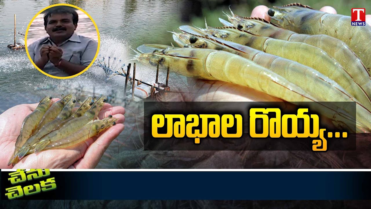 Chenu Chelaka : How To Get Good Profits in Prawn Cultivation Through ...