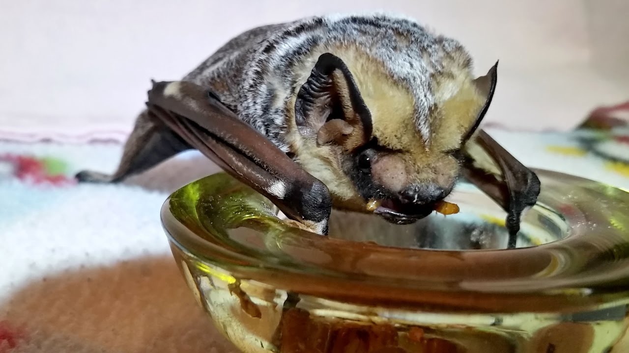A Hoary bat enjoys her dinner at Wild Things Sanctuary - YouTube