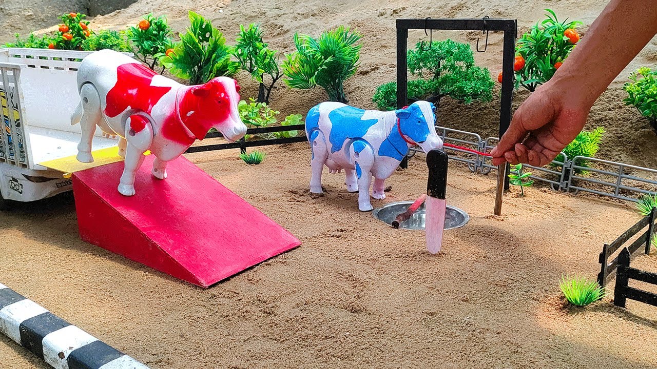 Wadidau Proses Potong Sapi Kurban Lucu Turun Dari Truk Oleng - YouTube