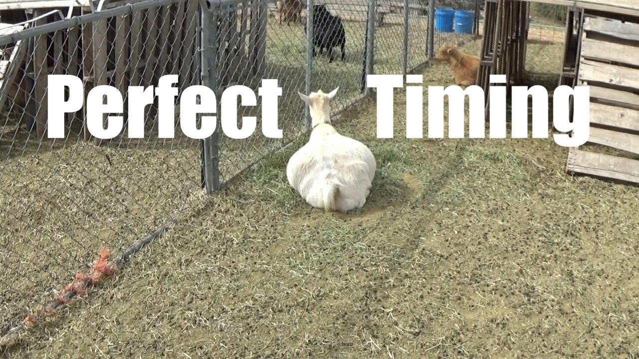 We Finished the New Birthing Stalls Just in Time! - YouTube
