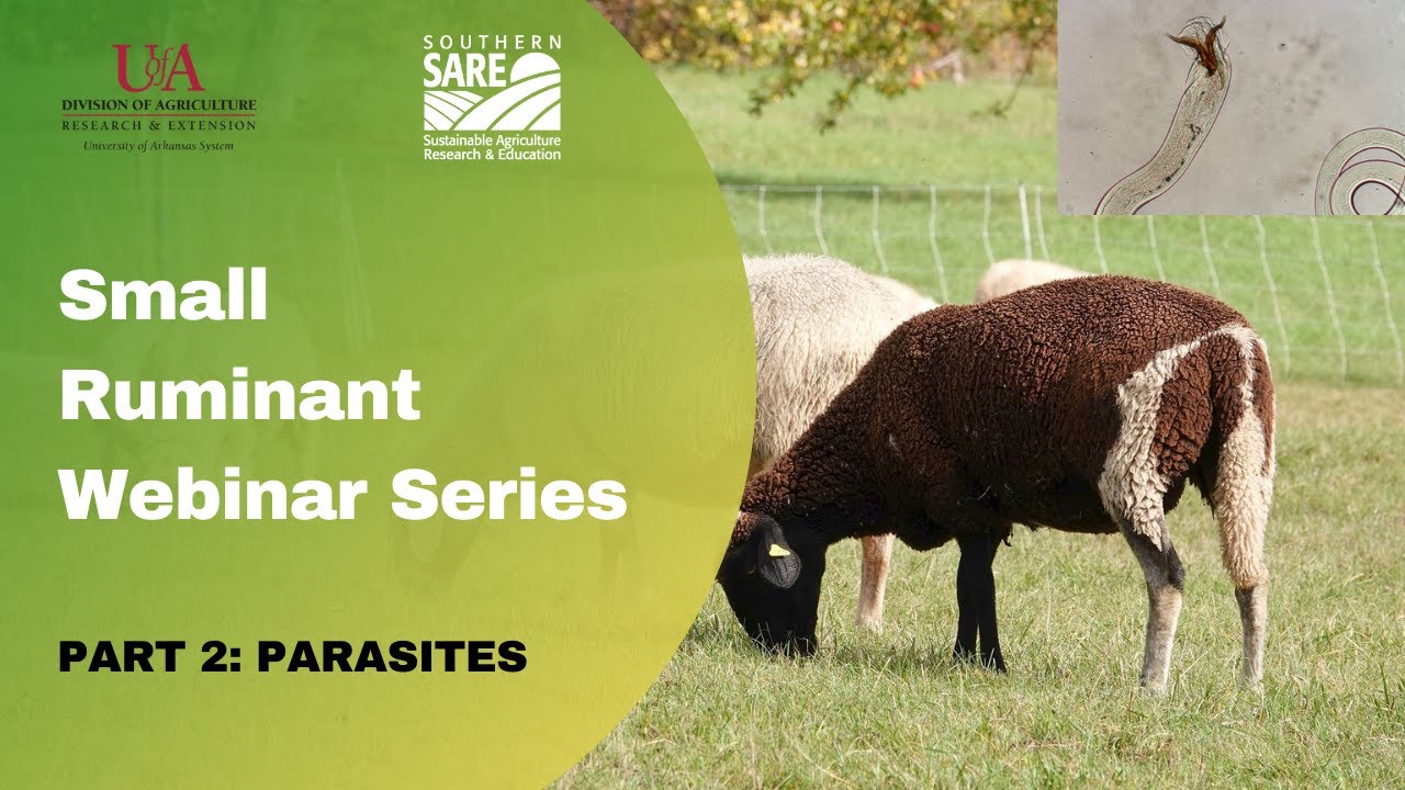 Small Ruminant Webinar Series | Part 2: Parasites - YouTube