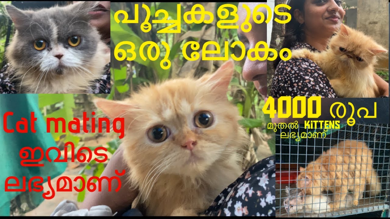 IMPORTED CATS | CHIKKU CAT FARM | VLOG | AARDRA NAJAD - YouTube