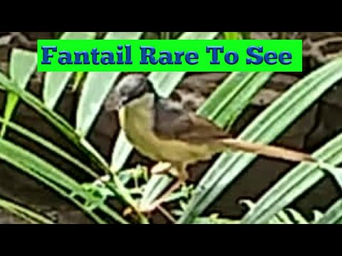 Lovely Fantail A Garden Bird An Illusive Bird So Rare To See - YouTube