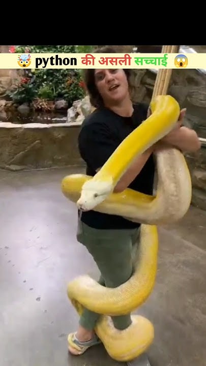 Amazing Facts About Snake Python || Hindi Facts About Python || #python ...