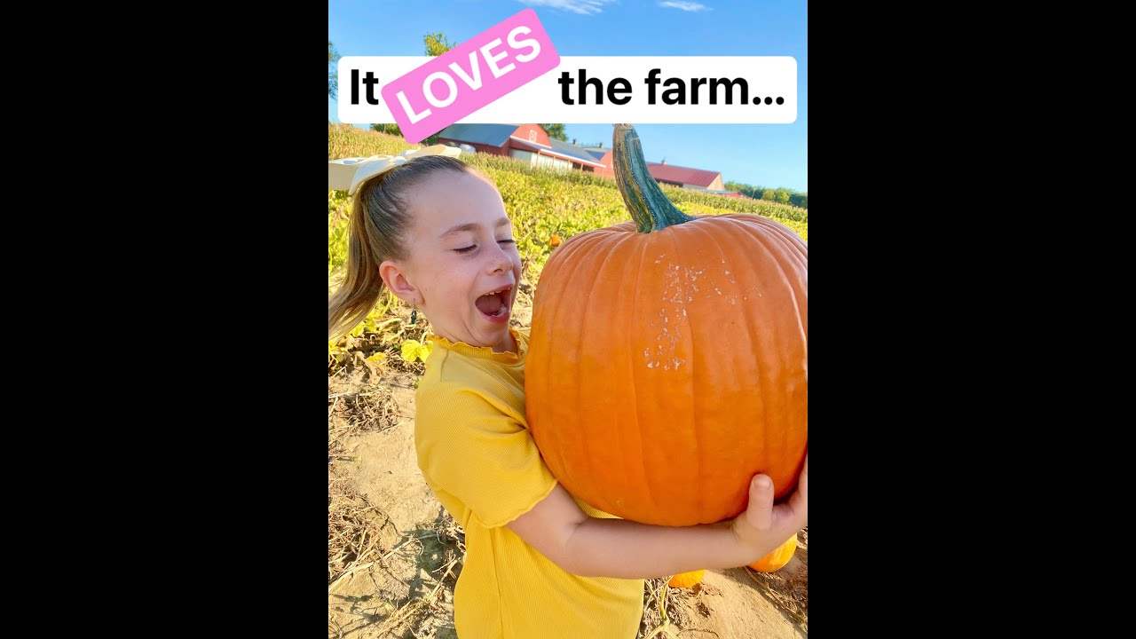 It loves the Farm...🤦‍♀️ Most EXPENSIVE Pumpkin EVER! - YouTube