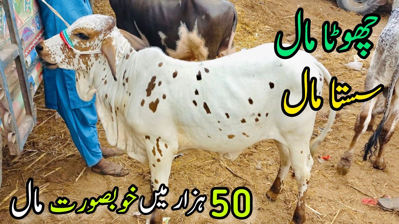 50K Me Khoobsurat Maal | Malir Mandi | Cow Mandi 2024 - YouTube