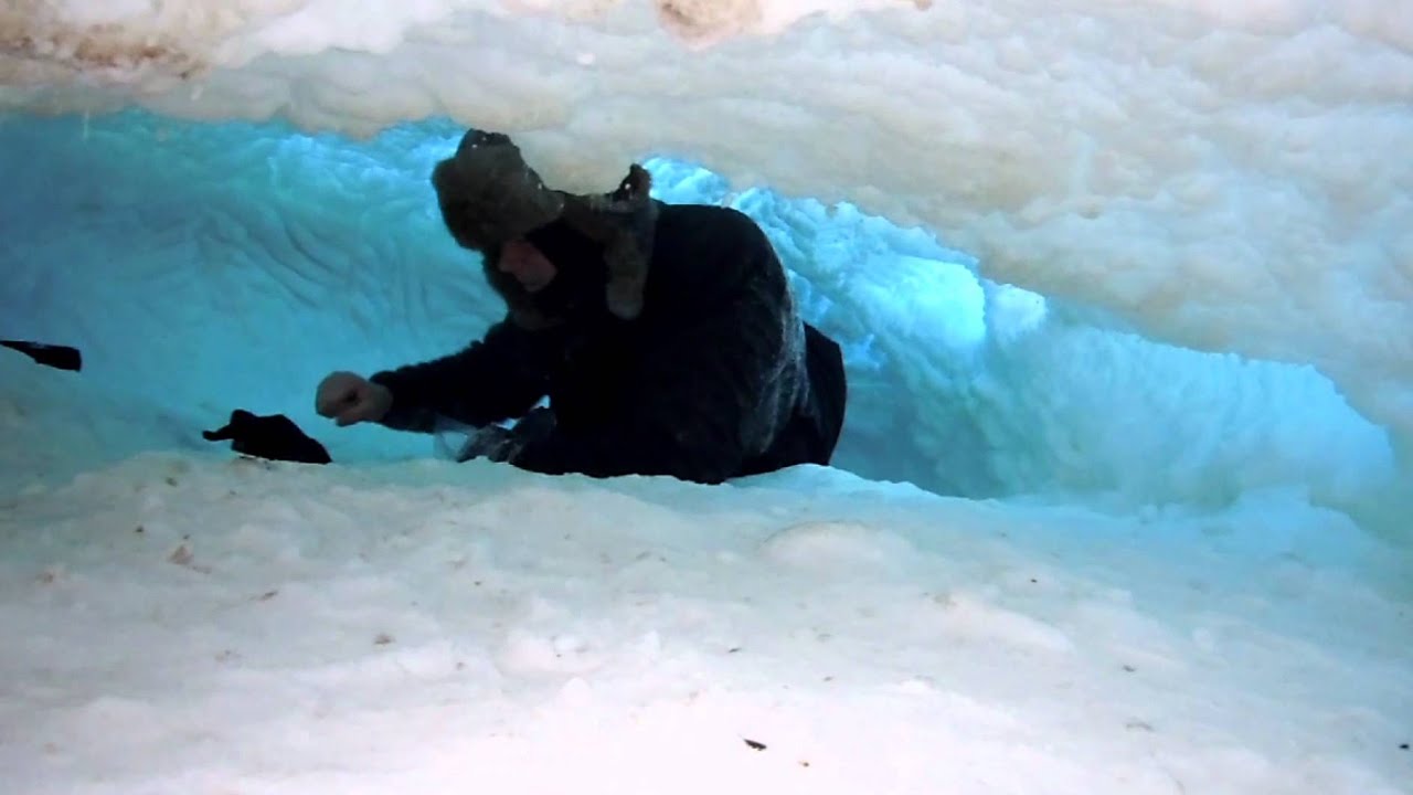 Polar Bear Digging Den