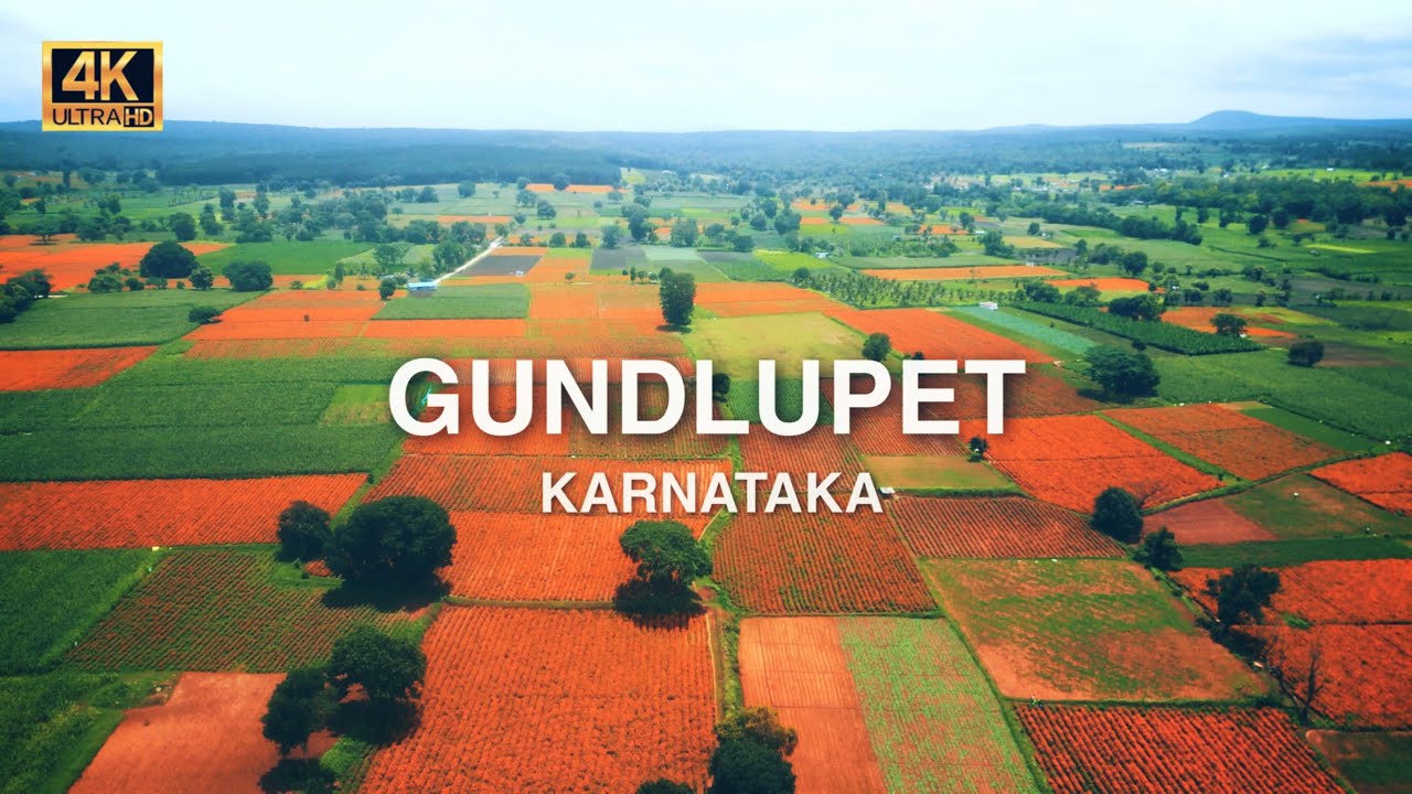 Flower pot of india | Visit Gundlupet Sunflower Fields - YouTube