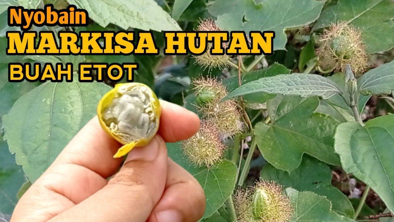 JANGAN DIABAIKAN MARKISA HUTAN ini obat herbal, bagus untuk SARIAWAN ...