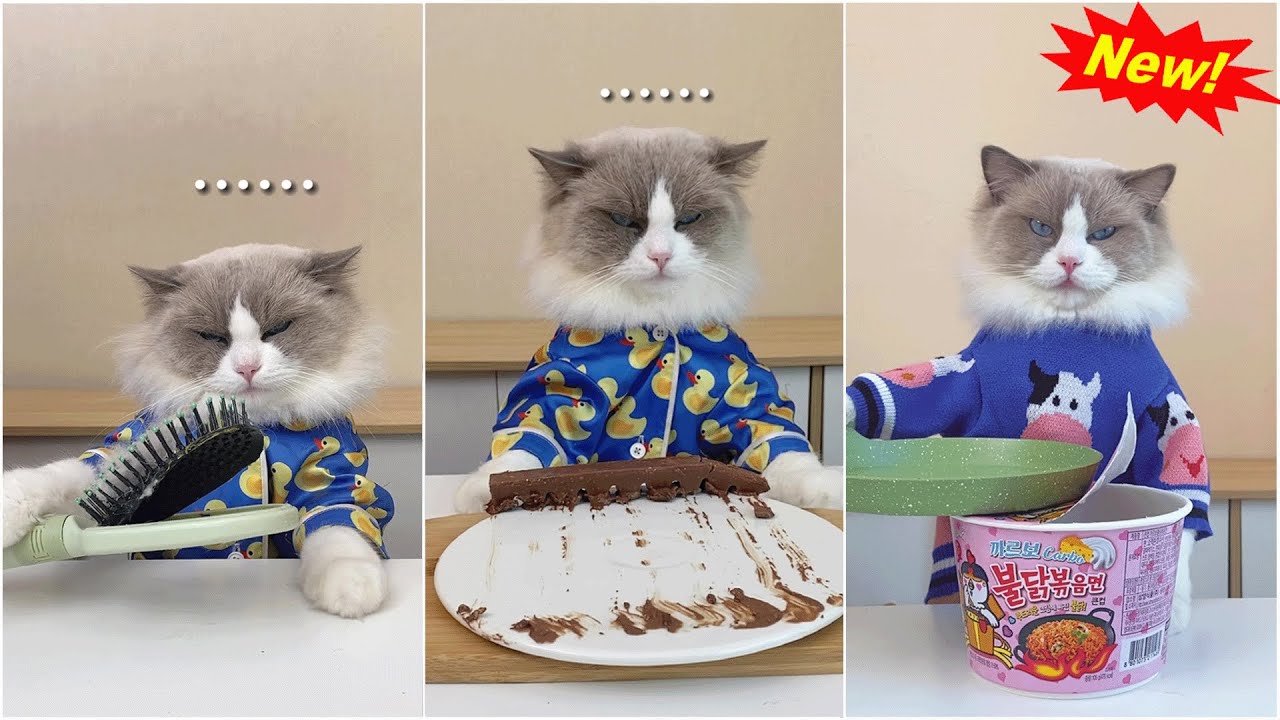 BEST THAT LITTLE PUFF TikTok Compilation #catcook #tiktokthatlitlepuff ...