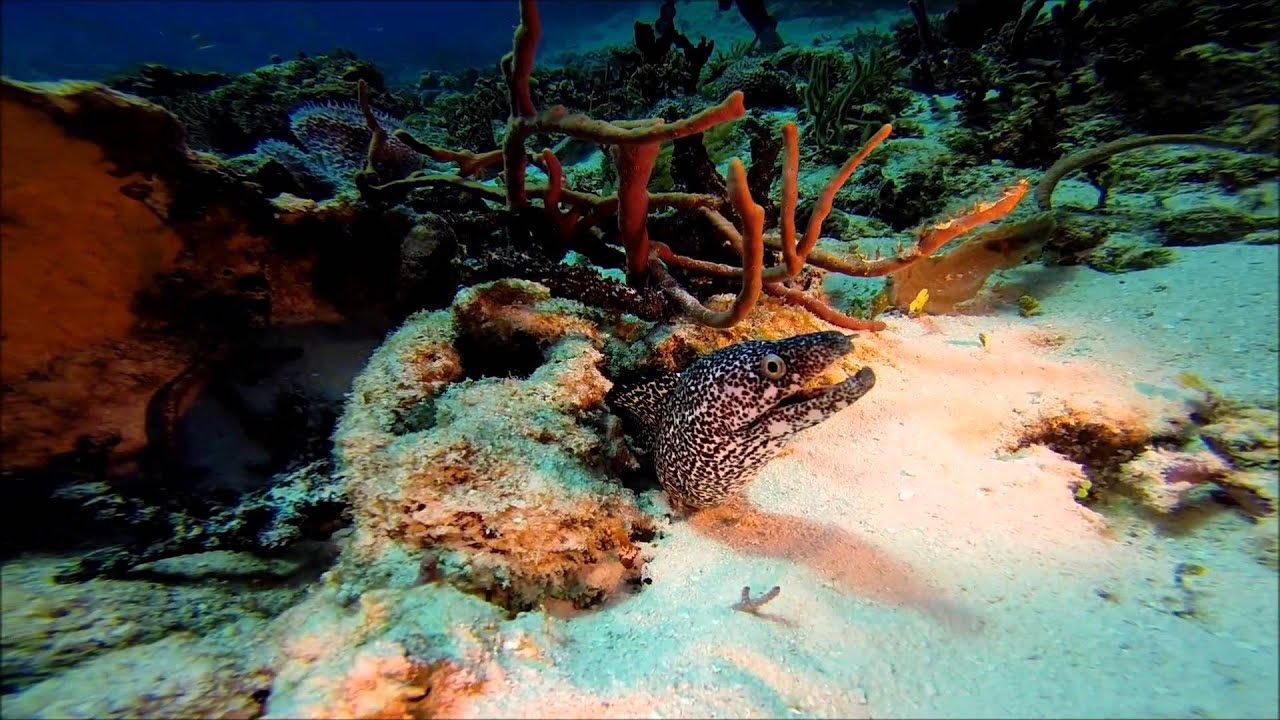 Aggressive Moray Eel - YouTube
