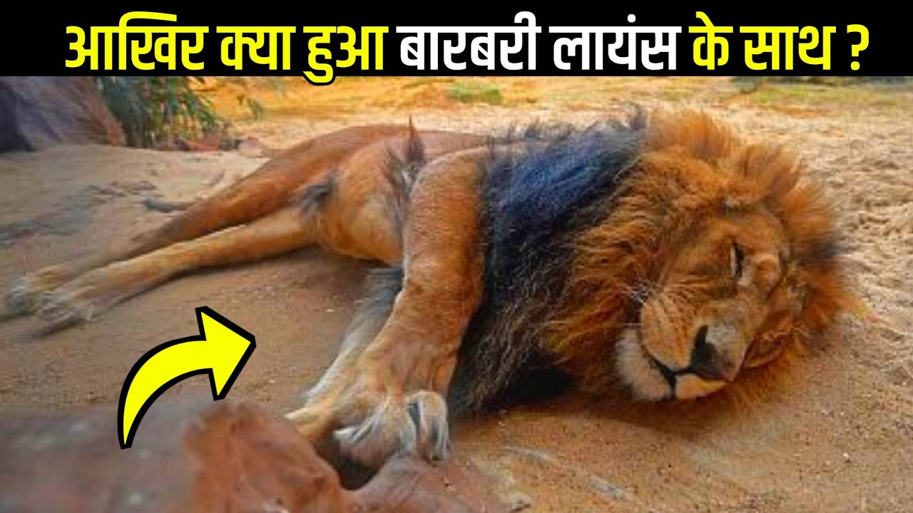 Janwar Jo Sher Ko Hara Sakte Hain | 10 Animals Who Can Kill A Lion ...