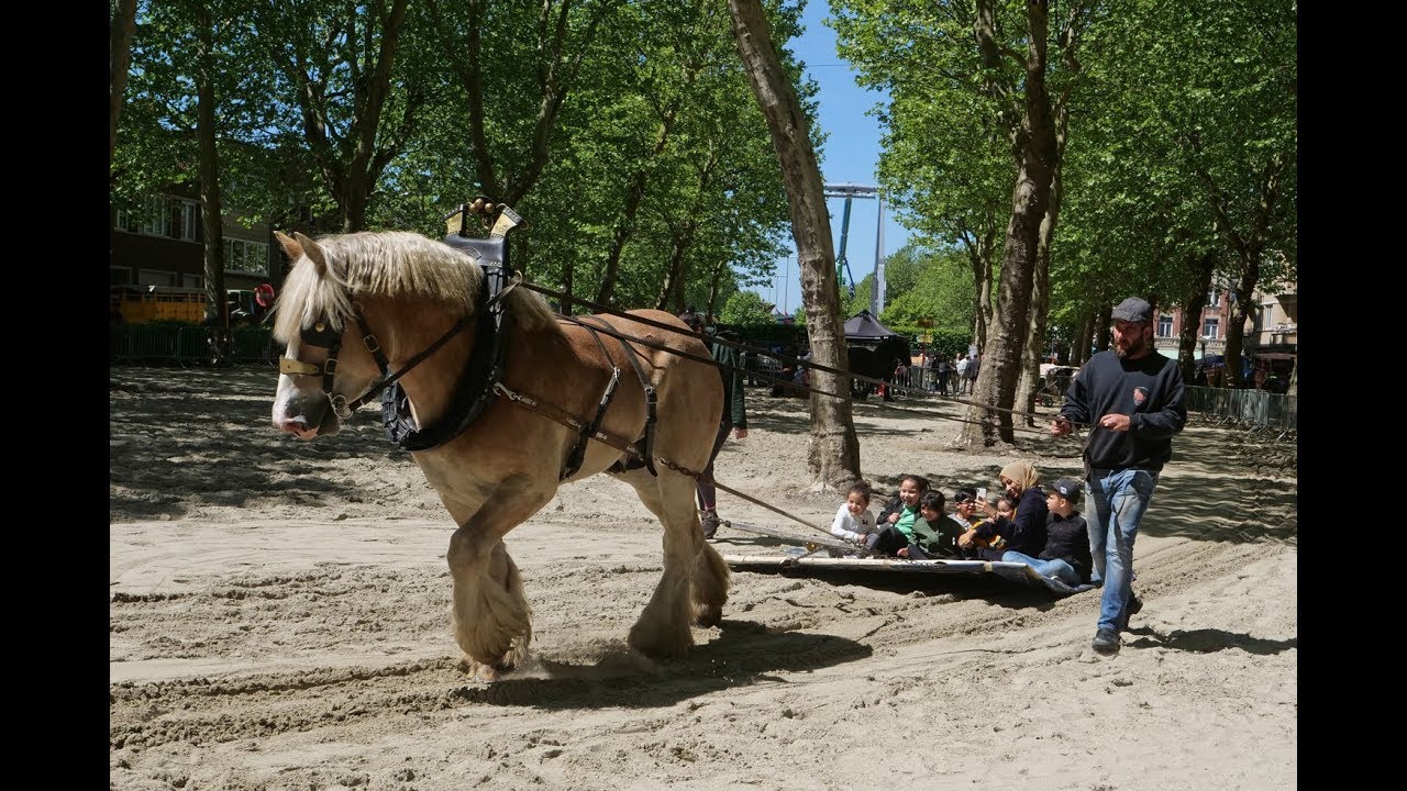 Draft Horses Give Children Fun YouTube draft-horses-give-children-fun-youtube