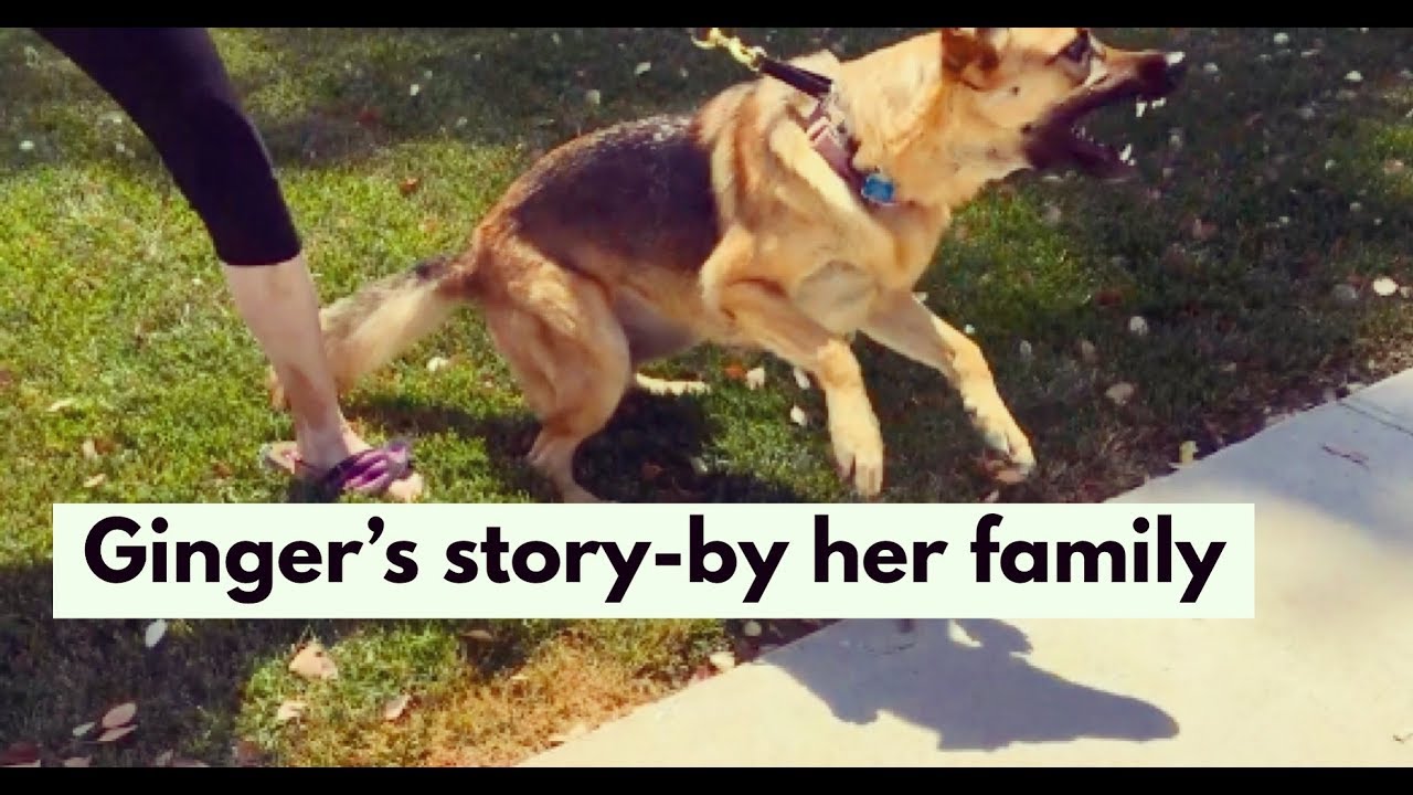 Ginger's story told by her family-Dog Aggressive German shepherd Before ...