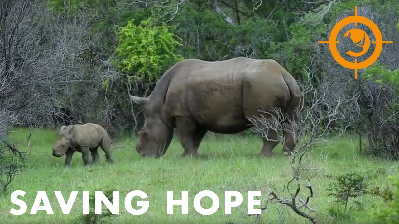 Saving Hope | Saving the Survivors - YouTube