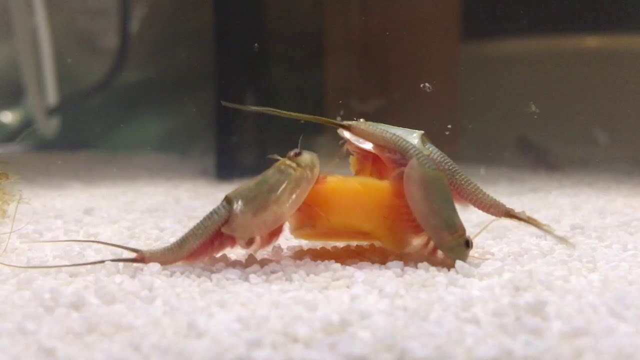 Tadpole Shrimp (Triops) eating carrot pieces - YouTube