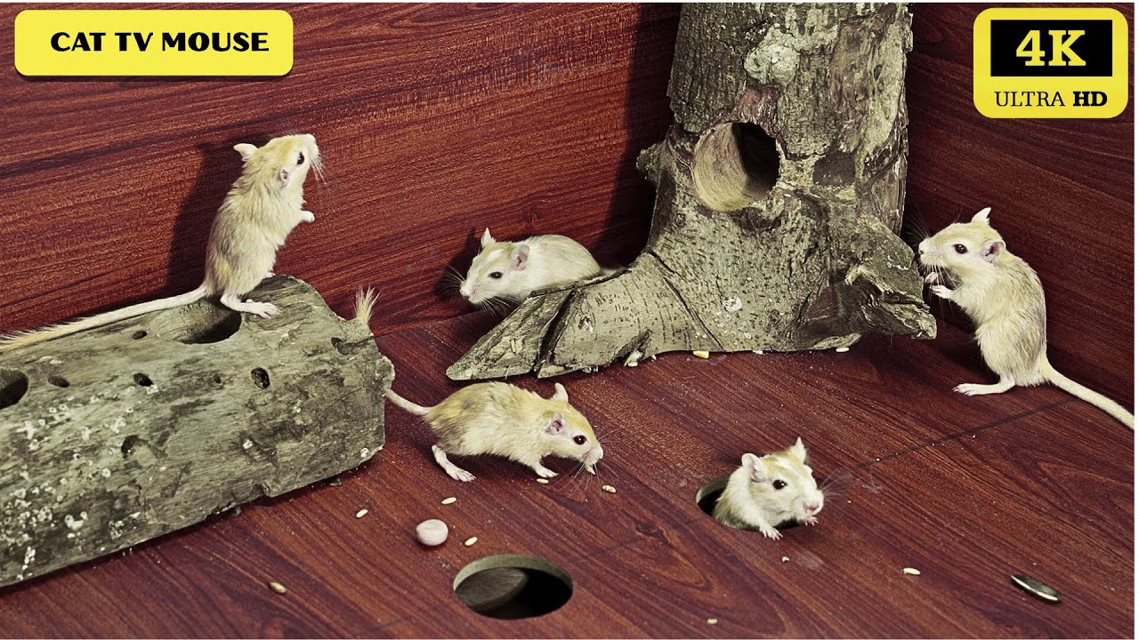 Cat TV 4K 🐭 Mice in Real Jerry-Style Maze | 8 Hours of Chase for Indoor ...