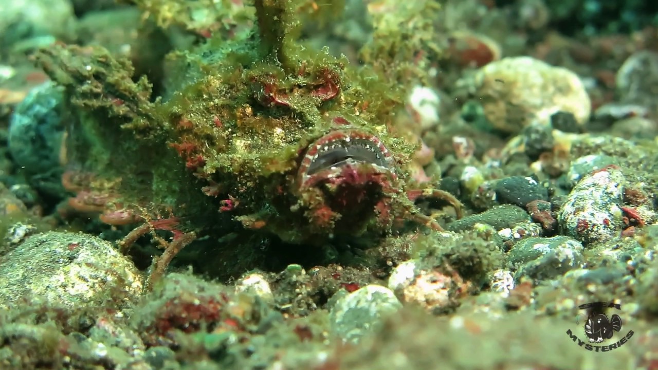 Demon Stinger, a Real Monster Fish!!! - YouTube