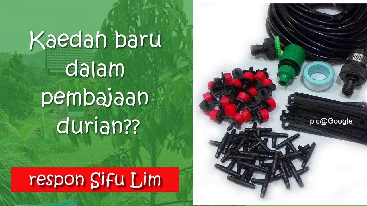 Fertigasi -teknik terbaru pembajaan durian - Sifu Lim - YouTube