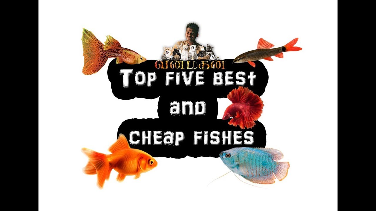 TOP 5 best and cheap fishes - YouTube