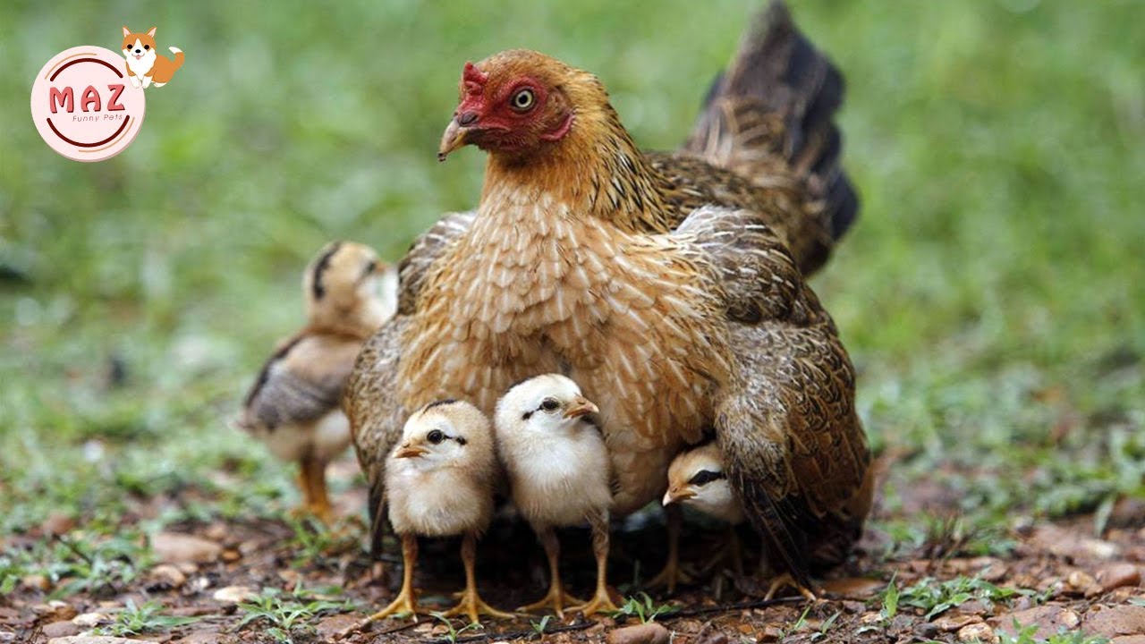 Hen and Chicks! Mother Hen Defending Her Baby Chicks! Cute Hen and ...
