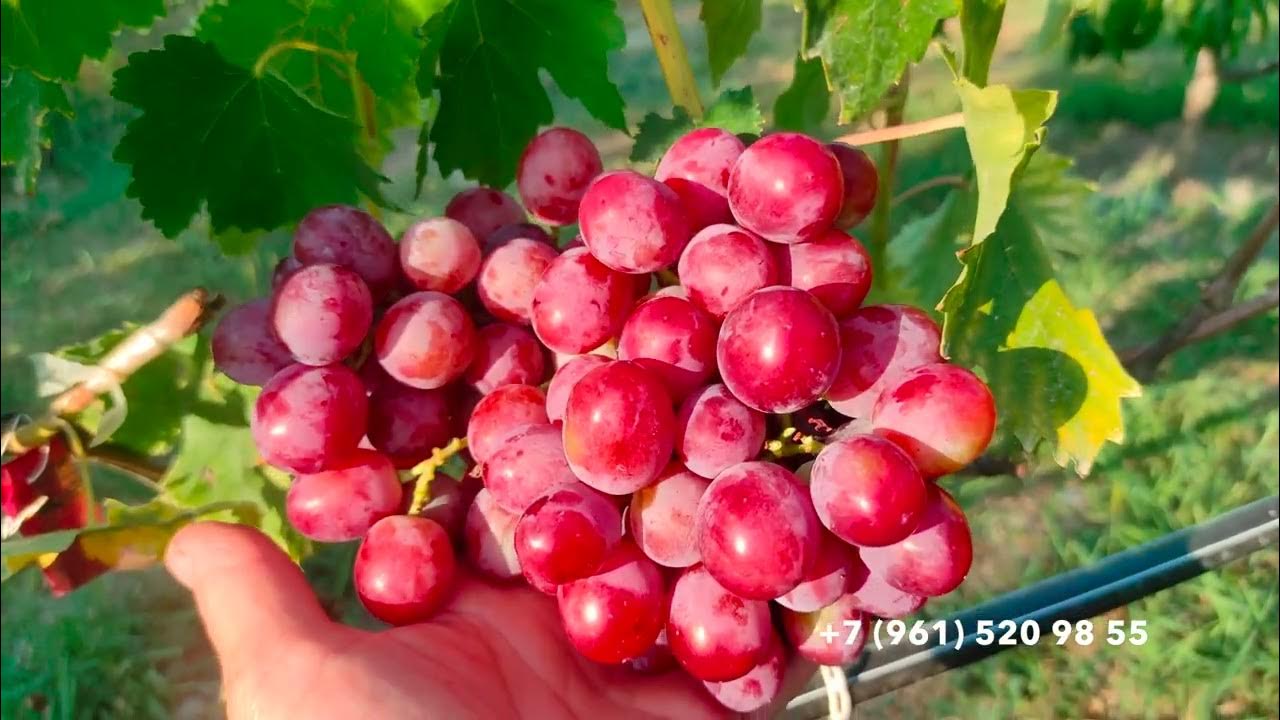 Виноград Альянс. 19 июля 2024 г. - YouTube