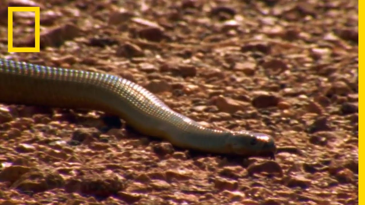 Les techniques de chasse des serpents du désert - YouTube