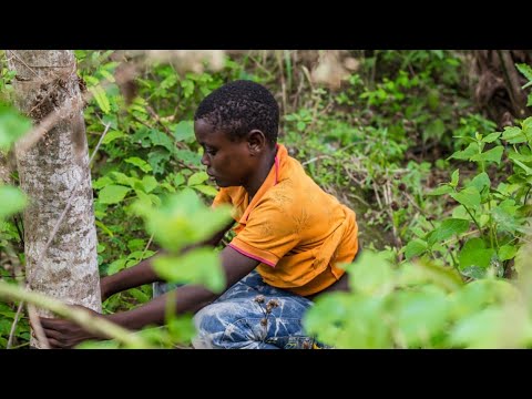 Open defecation in Okokroko - YouTube