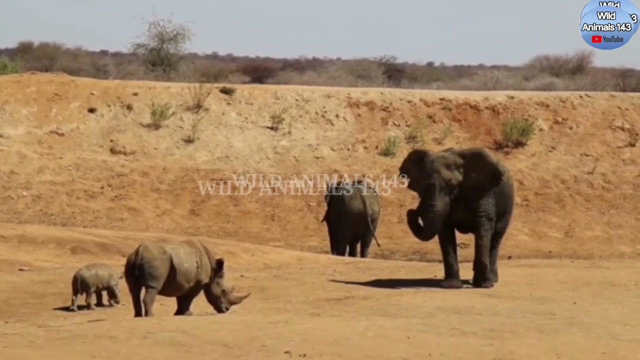 Elephant fight | Lion vs elephant fight | Lion vs buffalo fight| Lion ...