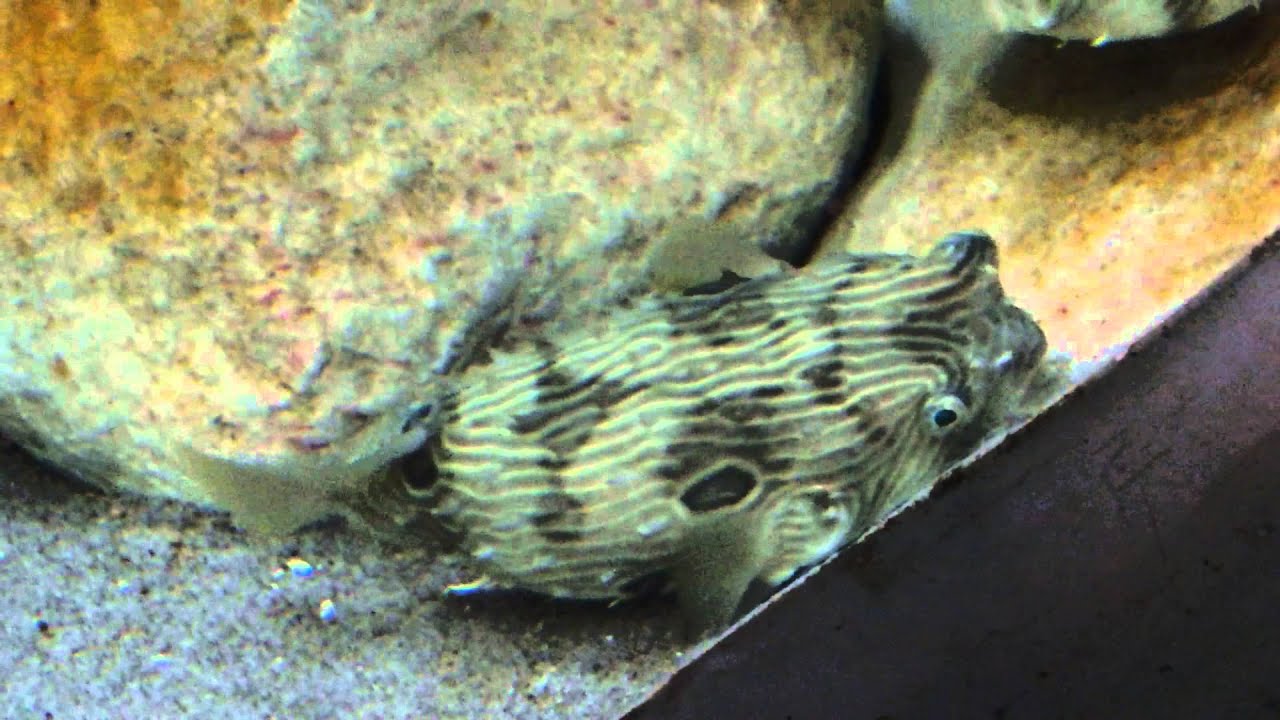 Little Puffer Fish at the Texas State Aquarium - YouTube