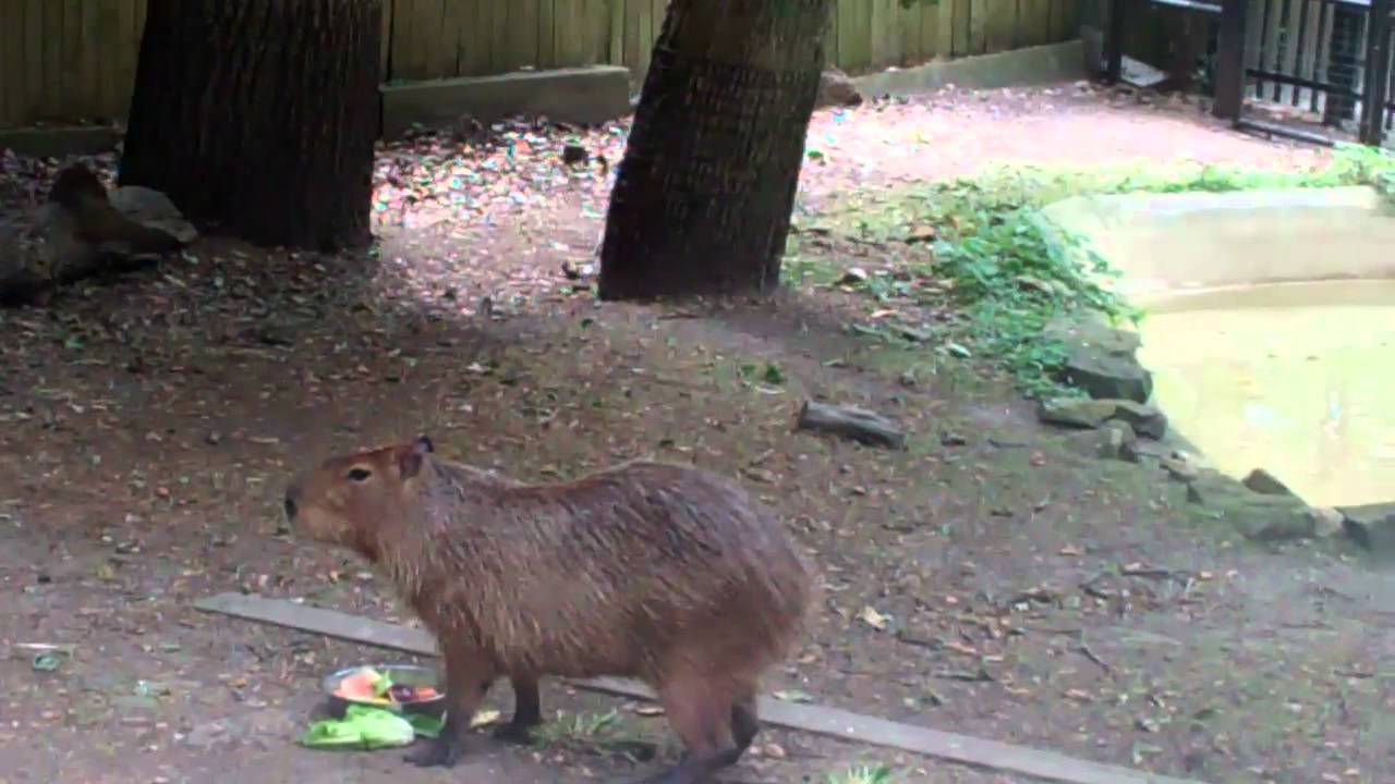 On Location: The Capybara - YouTube