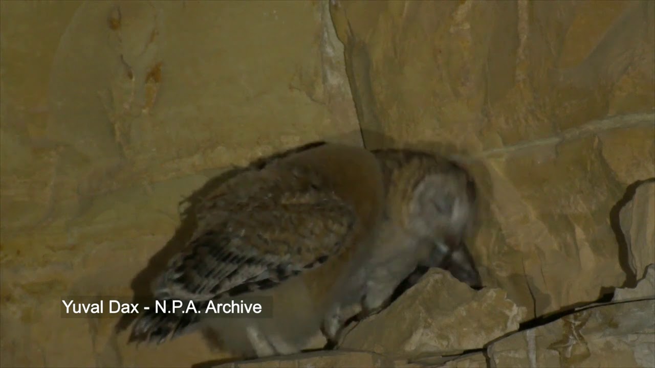 Desert Tawny Owl - YouTube