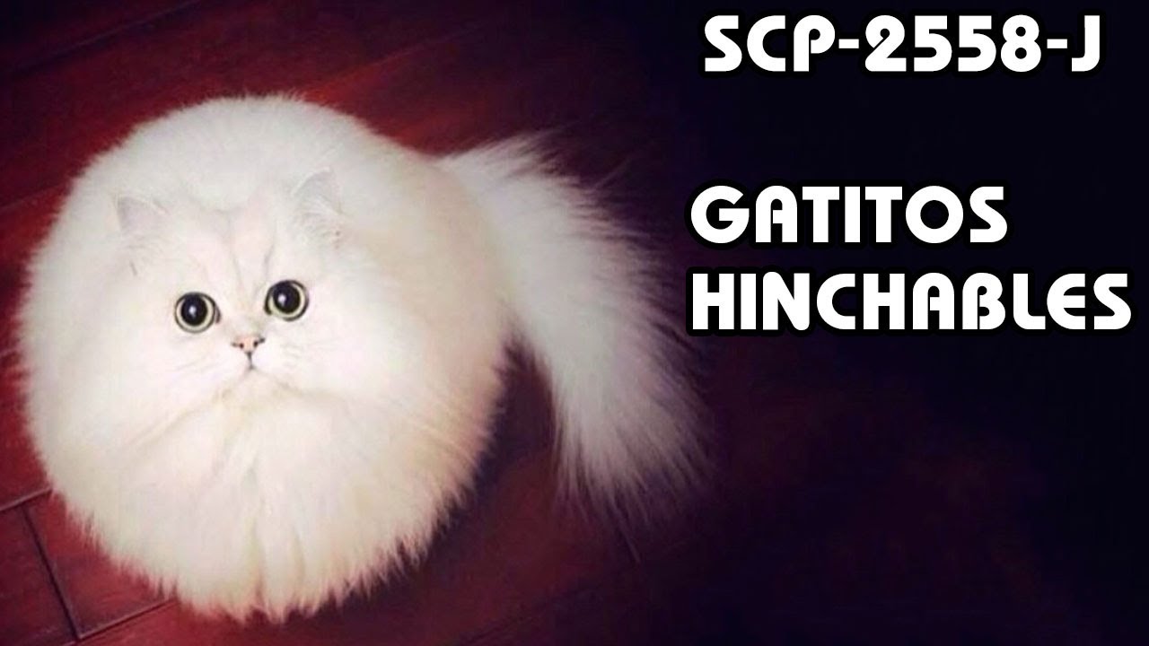 SCP-2558-J: Gatitos Hinchables (Español Latino) - YouTube